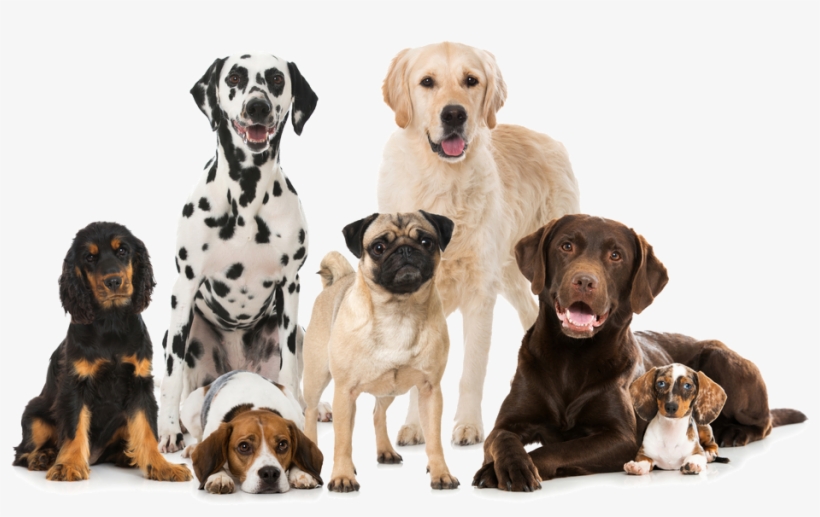 Group Of Dogs Png - 968x573 PNG Download - PNGkit
