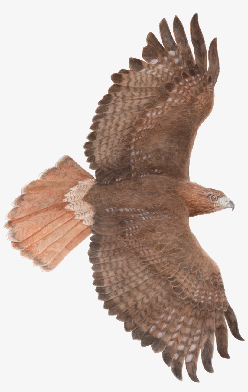 Red-tailed Hawk In Flight - Red Tailed Hawk Transparent - 1800x2738 PNG ...