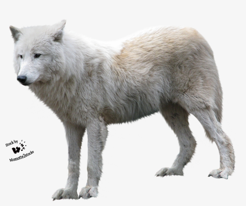 Arctic Fox Head - Cut Out Stock Png - 1032x774 PNG Download - PNGkit
