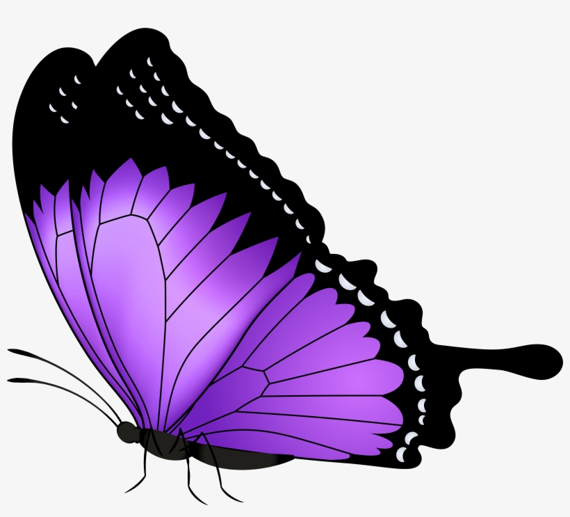 Butterfly Png - 8000x6853 PNG Download - PNGkit