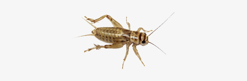 House Crickets Are The Most Commonly Fed Bug Out There - Banded ...
