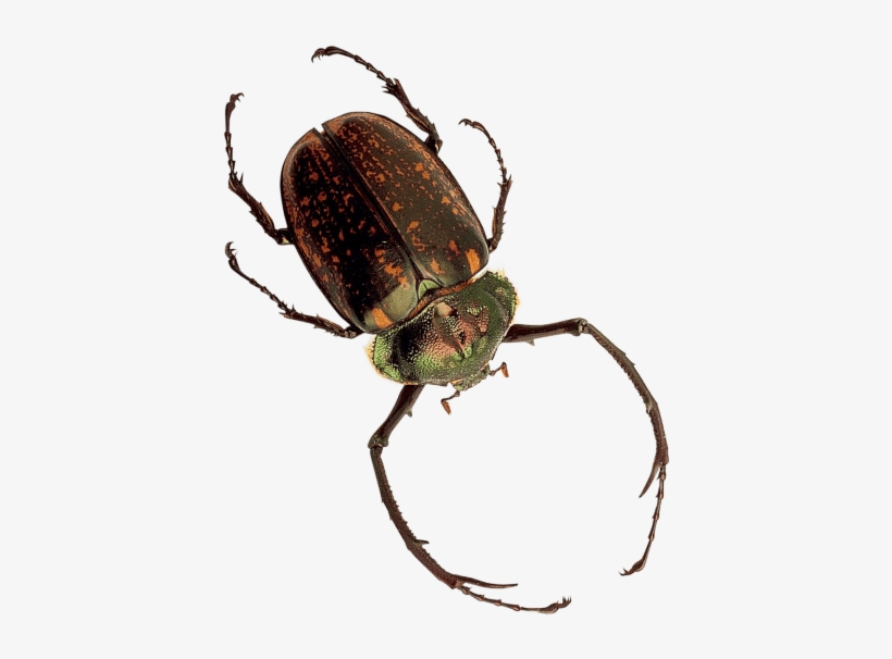 Free Png Insect Png Images Transparent - Insect Png - 480x615 PNG ...