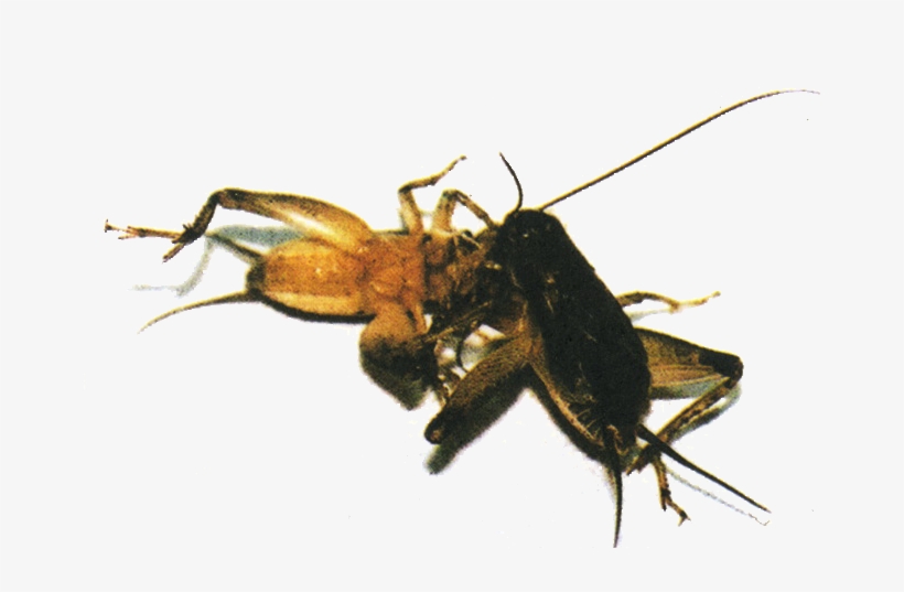 Download Transparent Many Of The Fighting Crickets Are Also Kept For ...