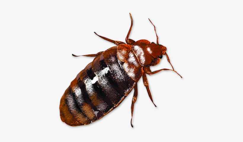 Bed Bug Png Clipart - Bed Bugs - 428x400 PNG Download - PNGkit