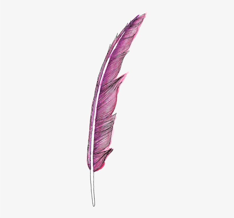 Feather, Pena, And Pink Image - Feather Png - 422x750 PNG Download - PNGkit