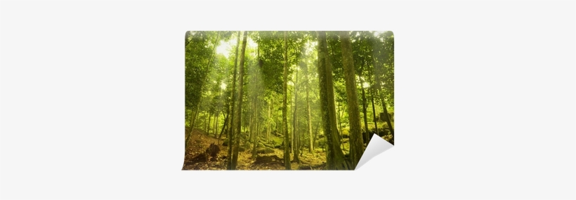 Old-growth Forest - 400x400 PNG Download - PNGkit