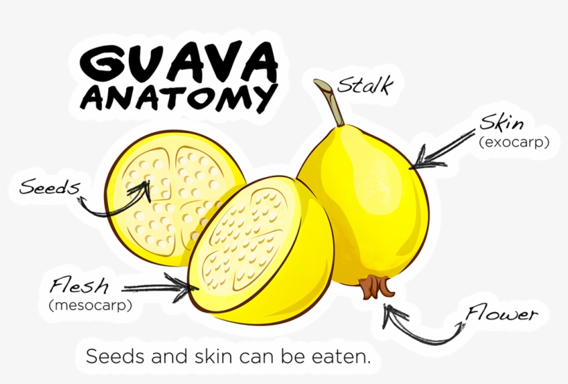 Guava Anatomy - Common Guava - 1200x792 PNG Download - PNGkit