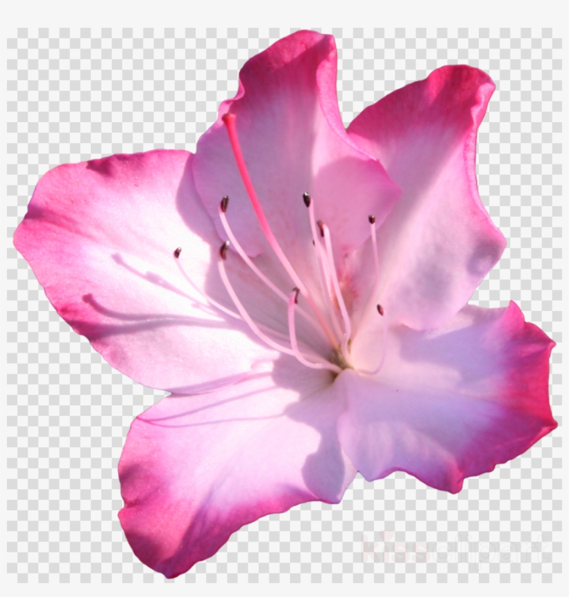 Azalea Flower Transparent Clipart Azalea Pink Flowers - Azalea Png ...