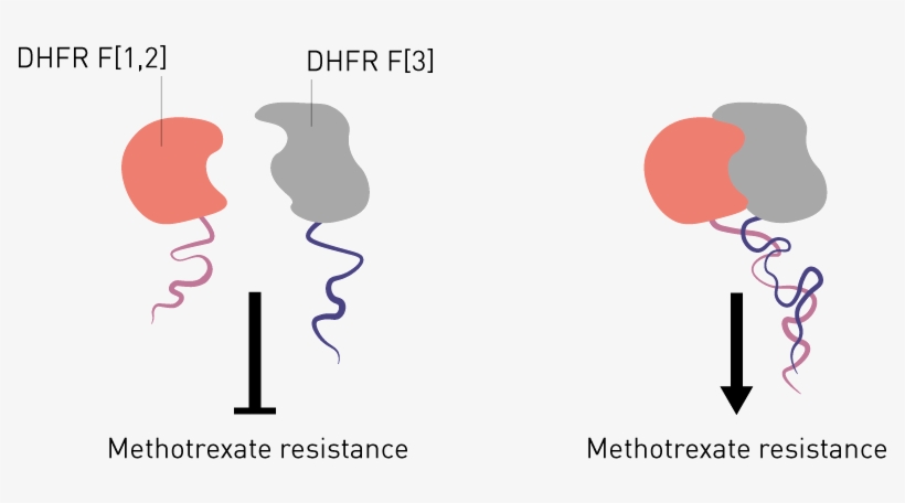 Protein Fragment Complementation Assays Used To Visualise 960x406 Png