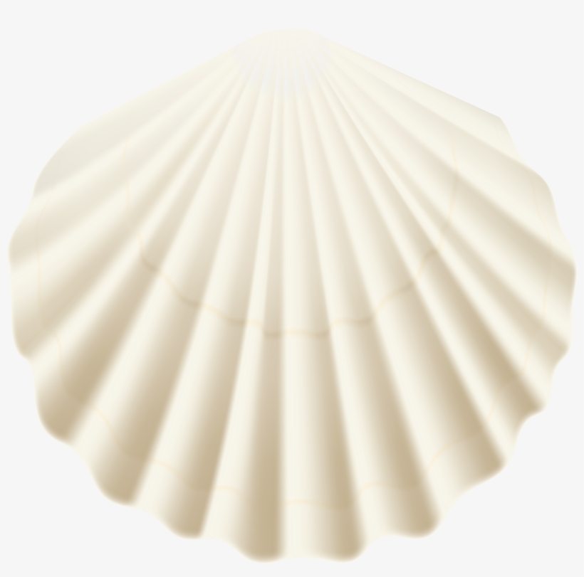 White Sea Shell Png - 6000x5647 PNG Download - PNGkit