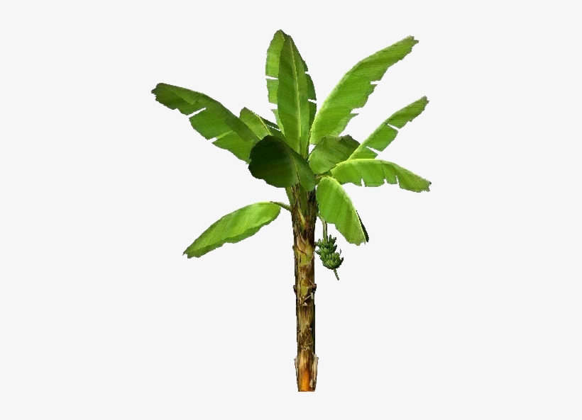 3d Trees - Banana - Mata De Guineo Png - 750x527 PNG Download - PNGkit