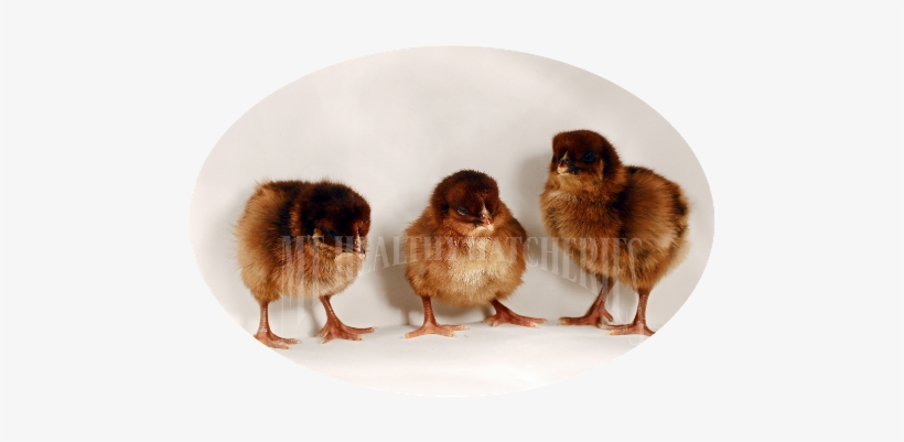 Download Transparent Baby Chick Description - Chicken - PNGkit