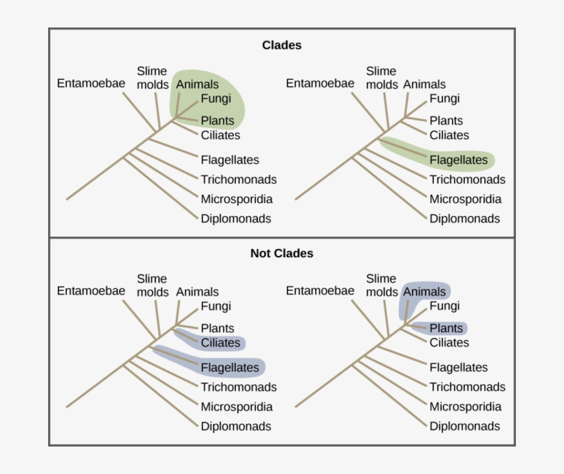 Image - Analogous Traits Phylogenetic Tree - 680x609 PNG Download - PNGkit