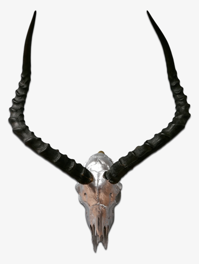 Real Impala Skull Silver Spray Painted African Antelope - Antelope ...