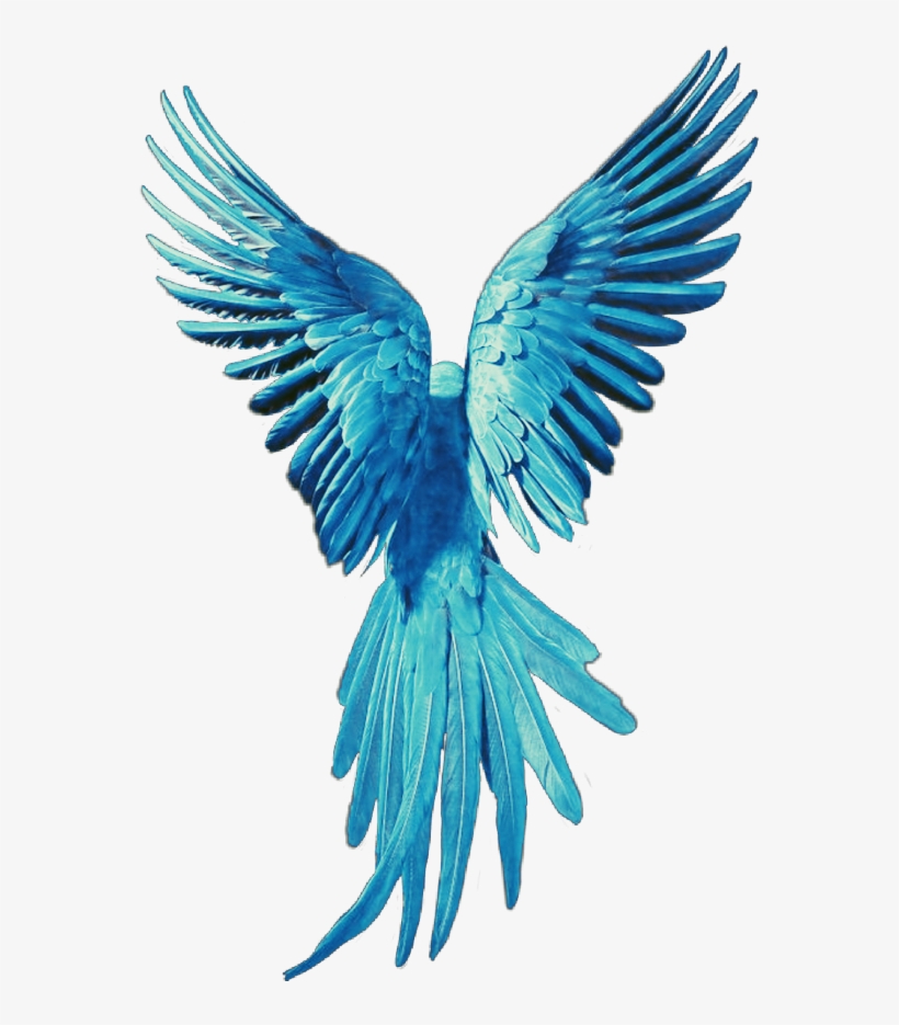 Bird Wings Turquoise Dove Babyblue - Parrot - 1024x1024 PNG Download ...