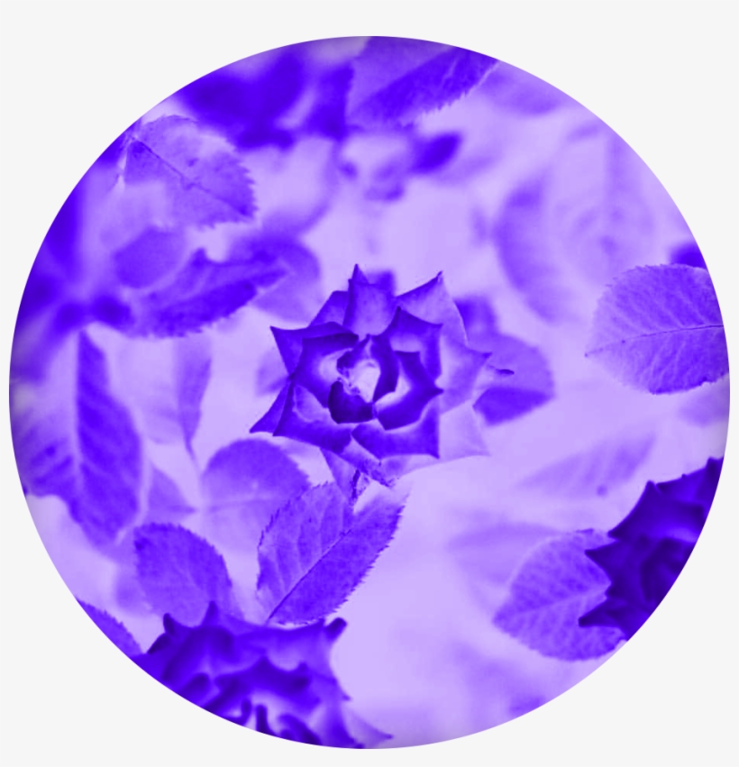 Sticker Purple Roses Invertcoloreffect Invert Circle - Circle - 936x926 ...