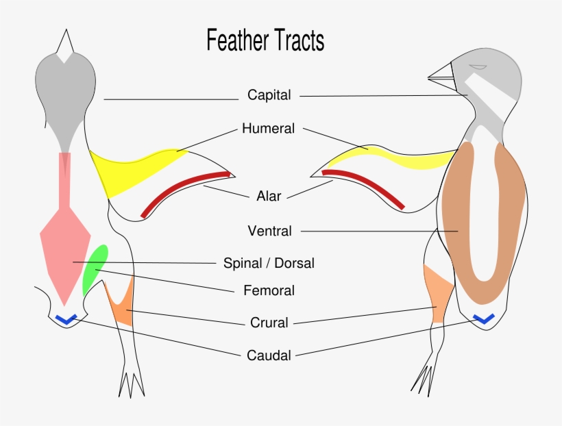 Pterylae - Feather Tracts - 774x583 PNG Download - PNGkit