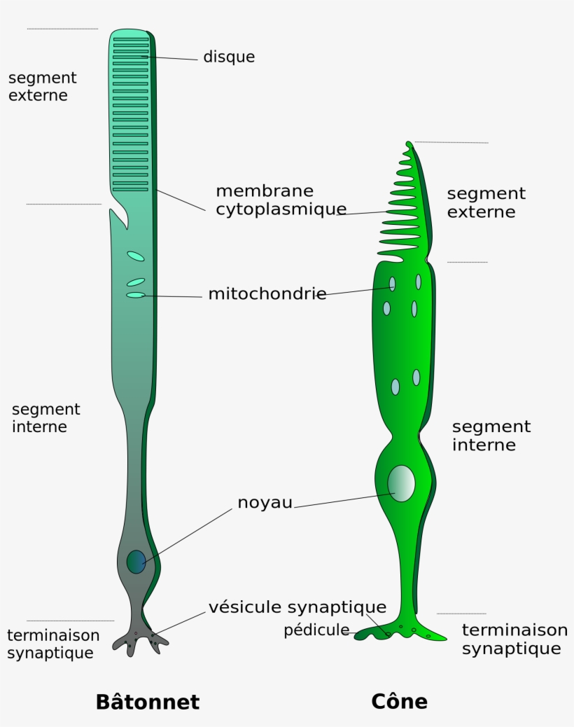 Open - Labelled Diagram Of Rods And Cones - 2000x2370 PNG Download - PNGkit