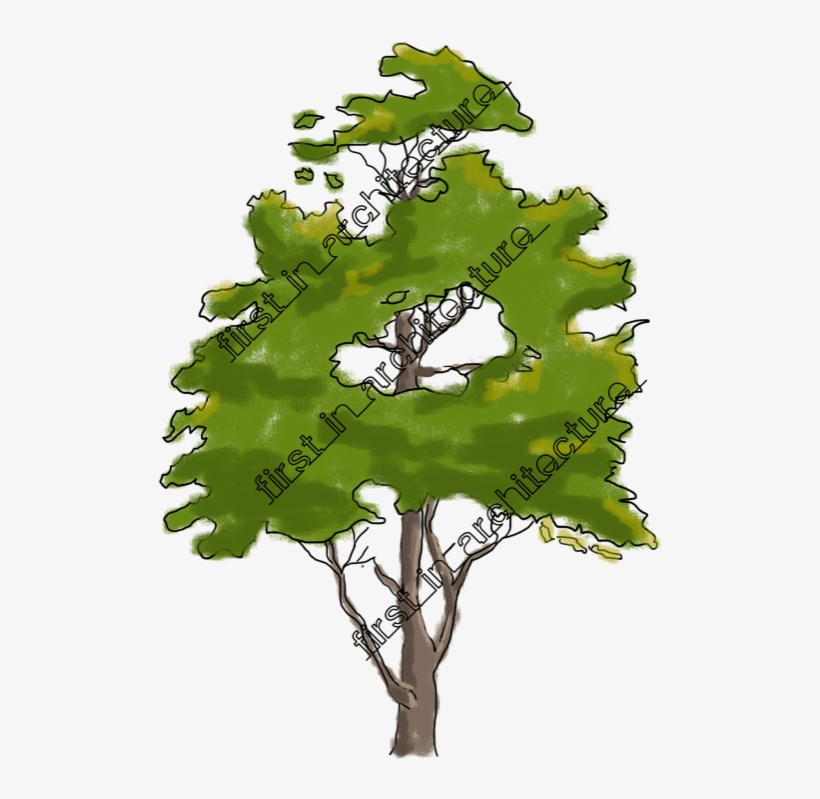 Plan Vector Tree Sketch - Sketchy Tree - 618x782 PNG Download - PNGkit