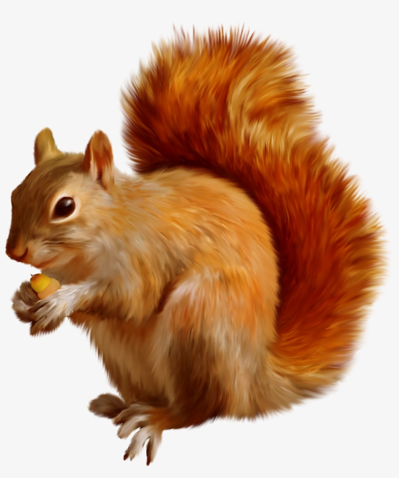 Forest Animals, , - Have Obsessive Squirrel Disorder Shirt, Animal T ...