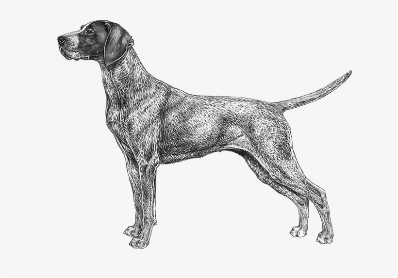 German Shorthaired Pointer - German Short Haired Pointer Png - 800x800 ...