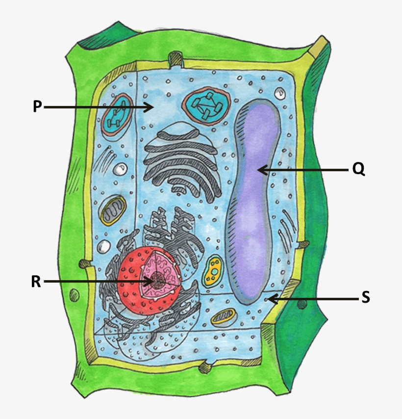 Image Showing Parts Of Plant Cells Carry Out Photosynthesis Plant 