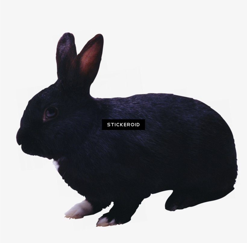 White Rabbit - Portable Network Graphics - 2011x1887 PNG Download - PNGkit
