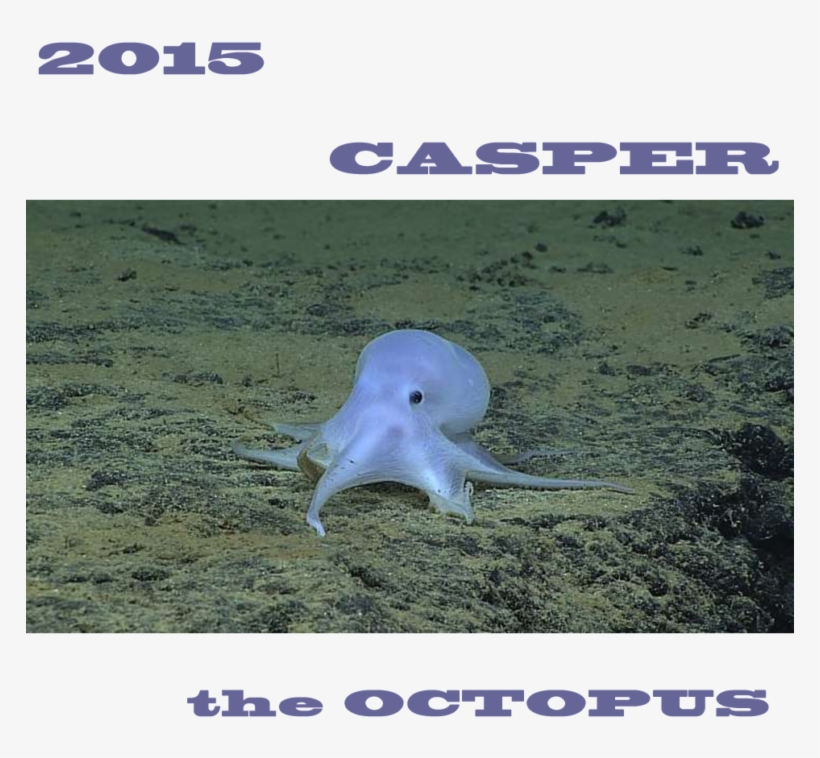 Casper Octopus Species Png Casper Octopus Species - Octopus Camouflage ...