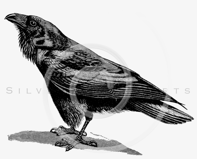 All Vintage Black And White Illustrations Png - Vintage Raven Png ...
