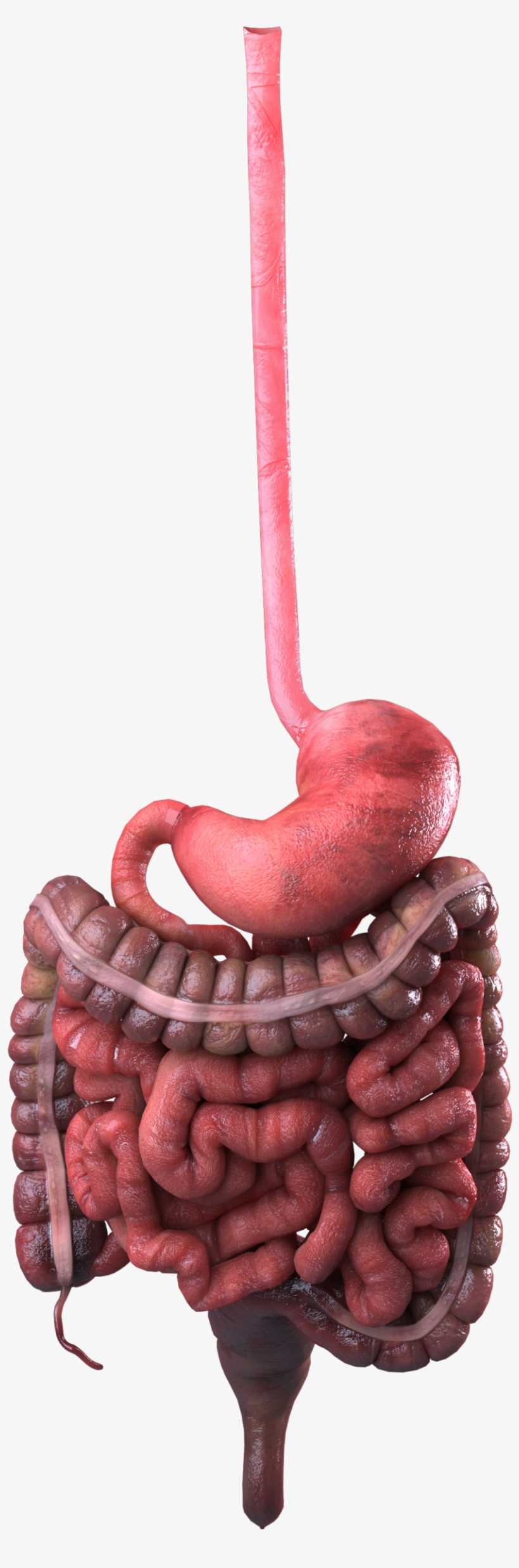 Guts 360 Digestive Only 207 Copy - Gastrointestinal Tract - 1062x2600 ...