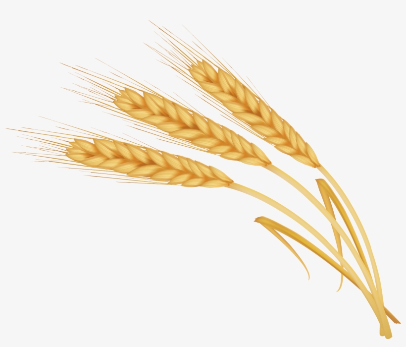 Image Library Library Transprent Png Free Download - Nelkathir Png ...