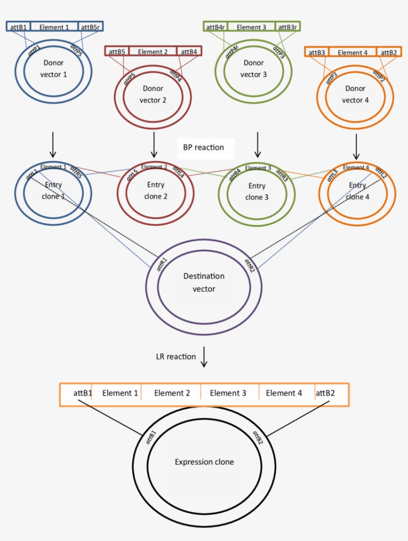 Diagram Above Shows The Recombinational Cloning Process - Cloning ...