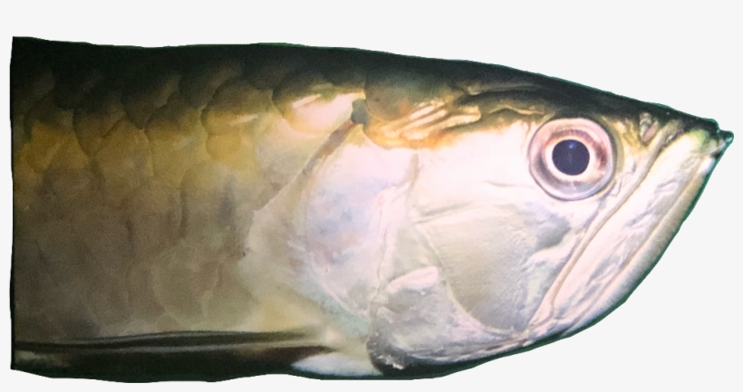 Oily Fish - 1001x480 PNG Download - PNGkit