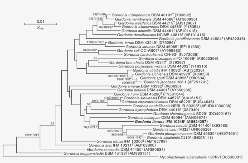 Download - Phylogenetic Tree For Wheat O - 850x518 PNG Download - PNGkit