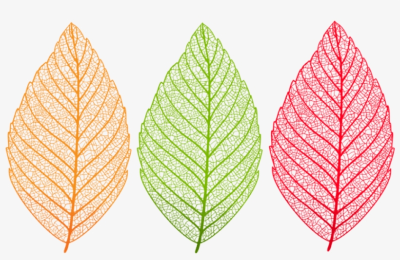 Download Transparent Download Transparent Leaves Set Clipart Png Photo ...