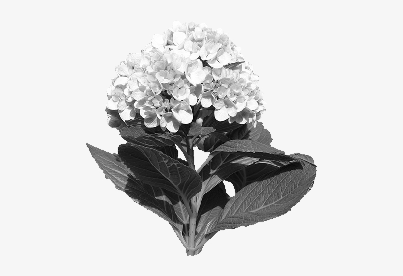 Widgetkit Popover Widget - Bouquet - 725x500 PNG Download - PNGkit