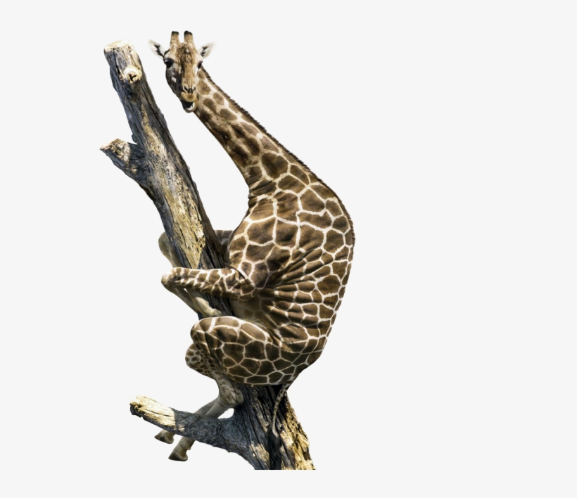 Giraffe Climbing Up A Tree - Lightweight Animals Giraffe Basketball ...