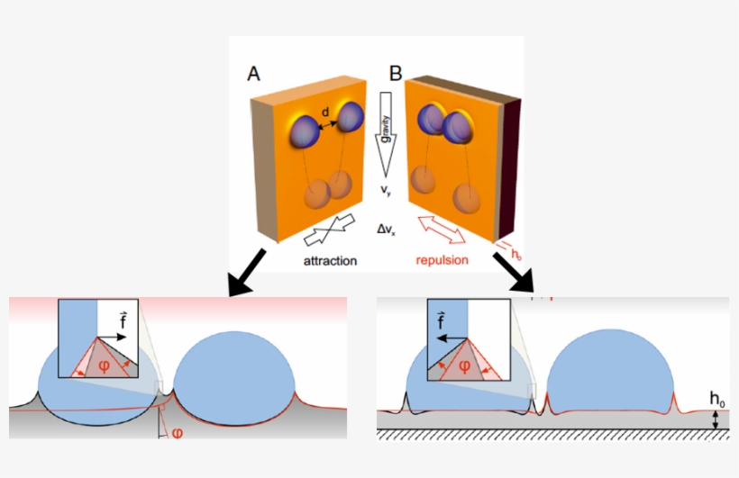 Mechanism Of Attraction And Repulsion Of Drops On Soft - Diagram ...