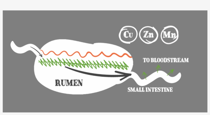 Ruman Diagram - Graphic Design - 1200x1200 PNG Download - PNGkit