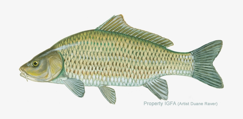 All-tackle Length Records - Common Asian Carp - 720x322 PNG Download ...