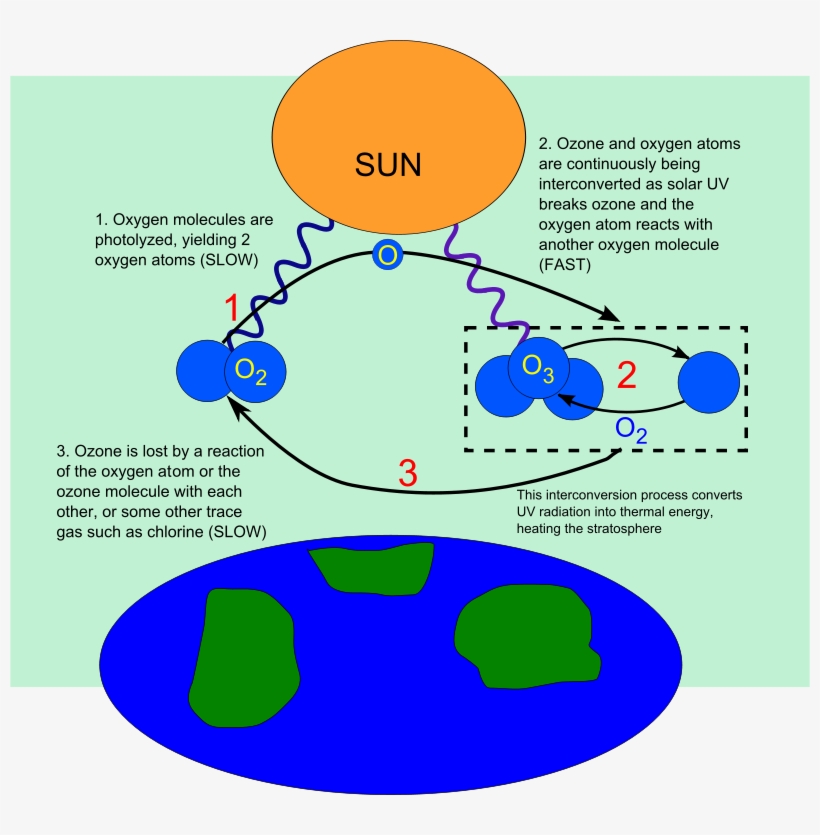 Ozone Cycle