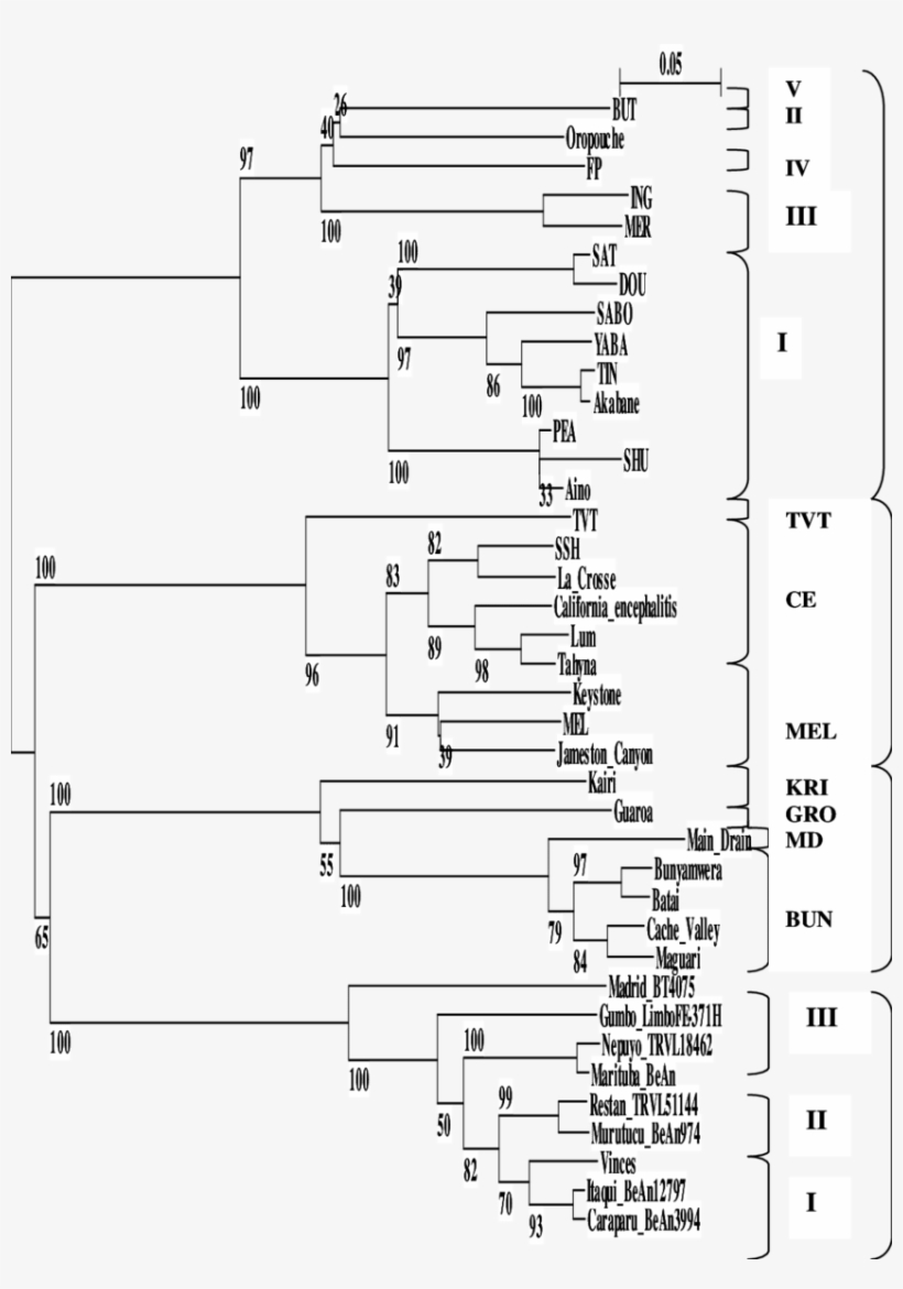 Phylogenetic Tree Of Aligned N Orf Of Members Of The - Diagram ...