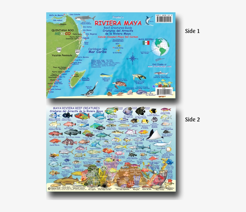 33115 Maya Riviera Fish Card - 536x626 PNG Download - PNGkit