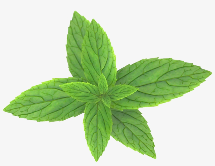 Mint Png - 1136x823 PNG Download - PNGkit