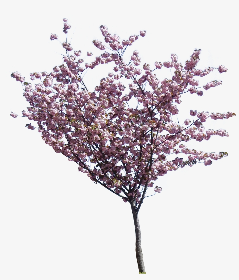 Tree Png Hd Transparent - Jacaranda Tree Png - 2515x2443 PNG Download ...