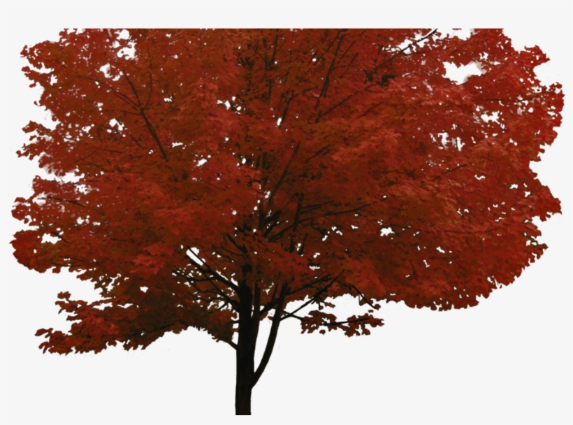 Download Transparent Tree Png Image, Free Download, Picture - Red Maple ...