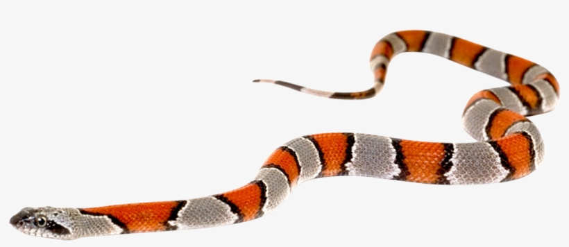 Free Png Snake Png Images Transparent - Snake With Out Back Ground ...