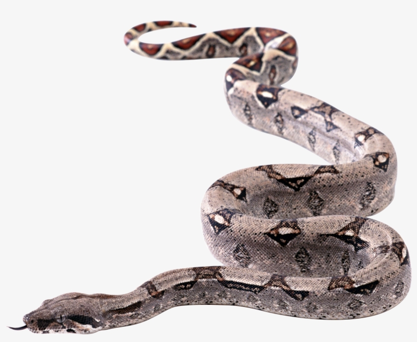 Snake Transparent - 2096x1618 PNG Download - PNGkit