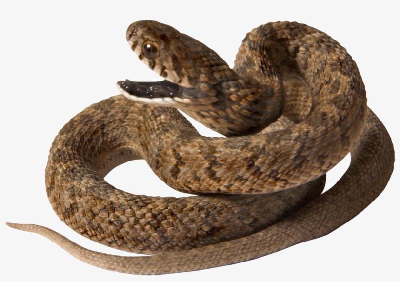 Download Snake Png Transparent Images Transparent Backgrounds - Viper Snake Png - 1400x1076 PNG ...