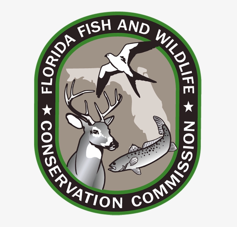 Tnc Logo Fwc Logo - 583x706 PNG Download - PNGkit